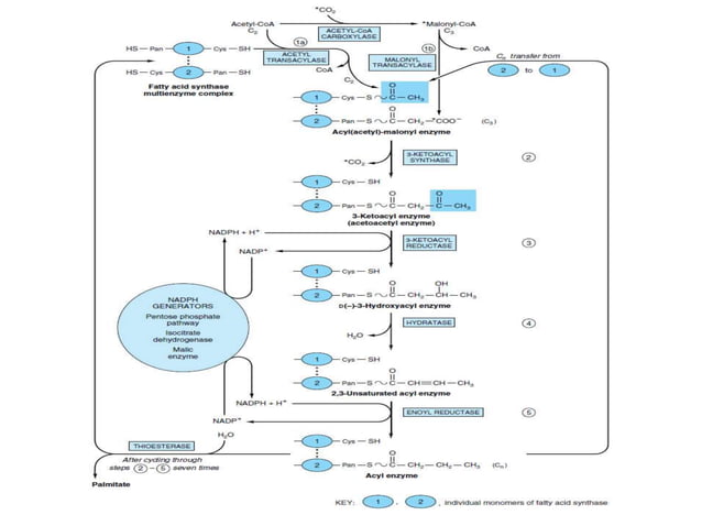 lipid metabolism2.ppt