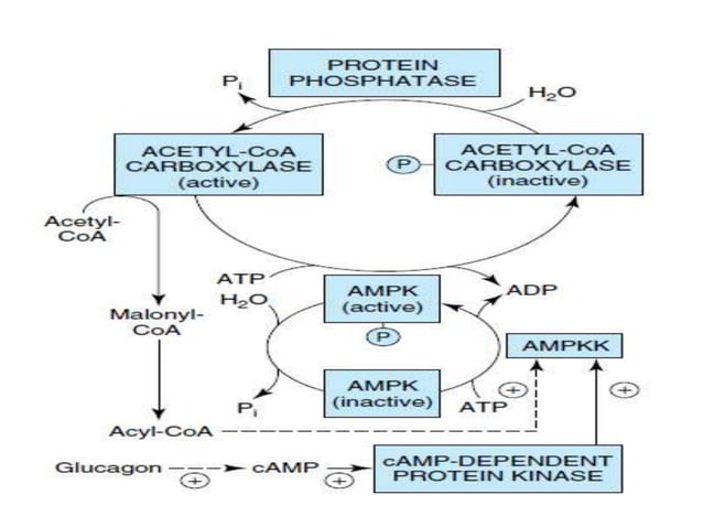 lipid metabolism2.ppt