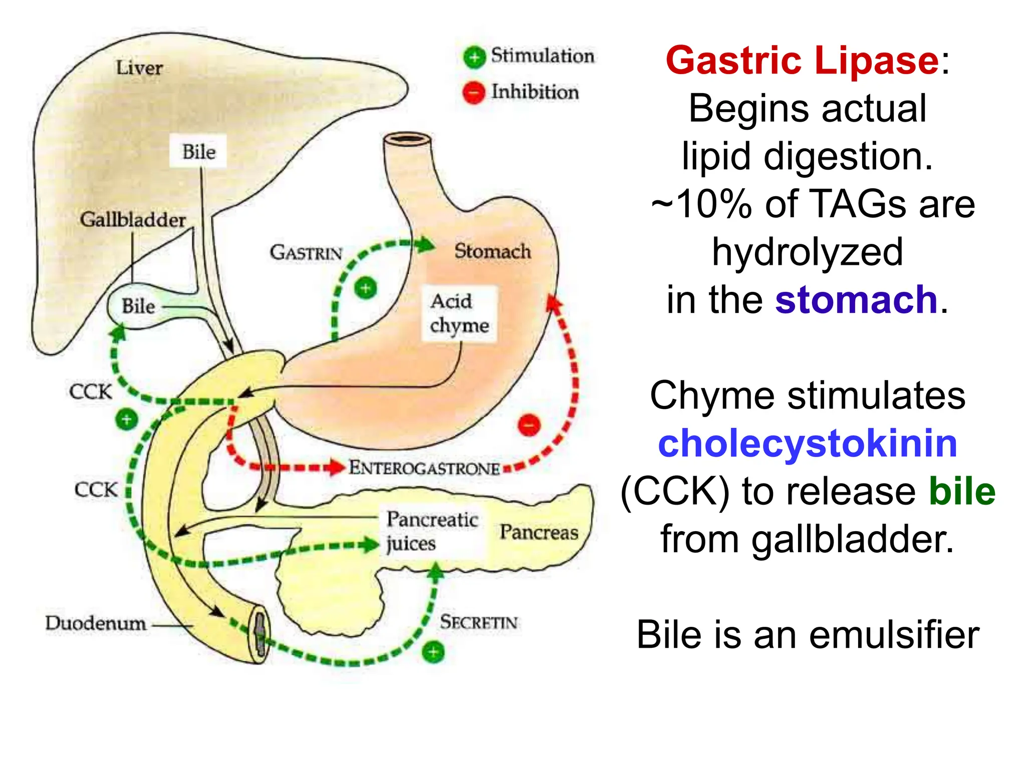 introduction to lipid Digestion and metabolism | PPT