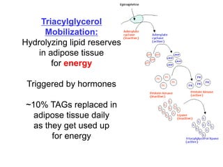 introduction to lipid Digestion and metabolism | PPT