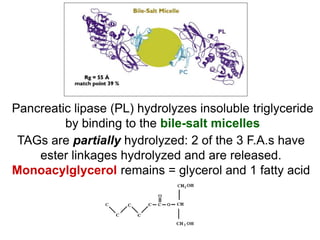 introduction to lipid Digestion and metabolism | PPT