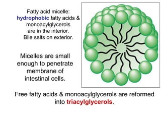 introduction to lipid Digestion and metabolism | PPT