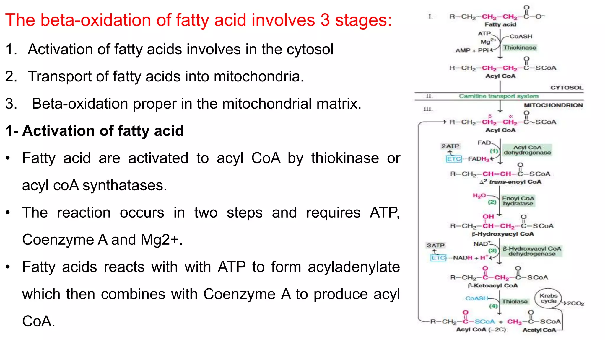 lipid_metabolism_by_bk_sir[1].pptx