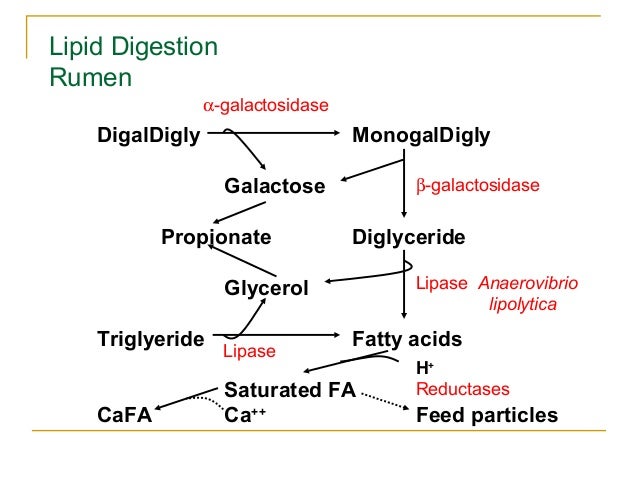 Lipid Metabolism in Ruminants