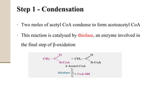 Lipid metabolism: Ketone body metabolism | PPT