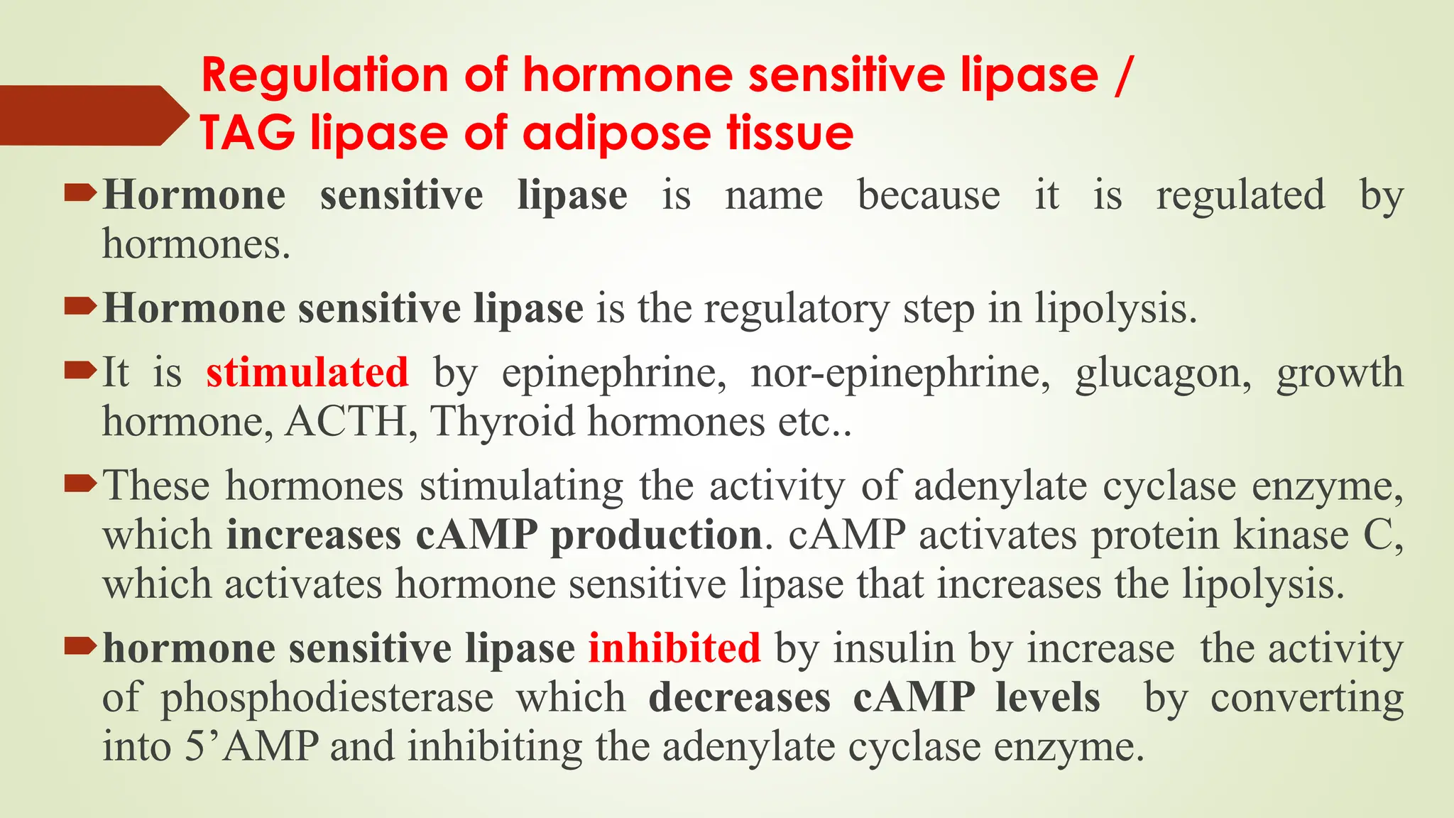 Lipid metabolism - Lipolysis, Beta Oxidation of fatty acids | PDF