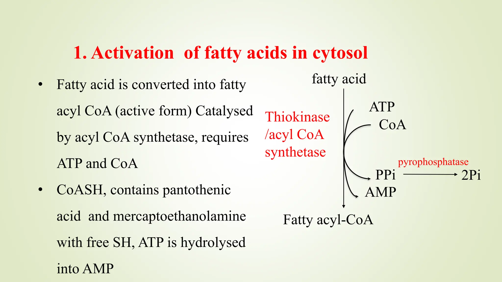 Lipid metabolism - Lipolysis, Beta Oxidation of fatty acids | PDF