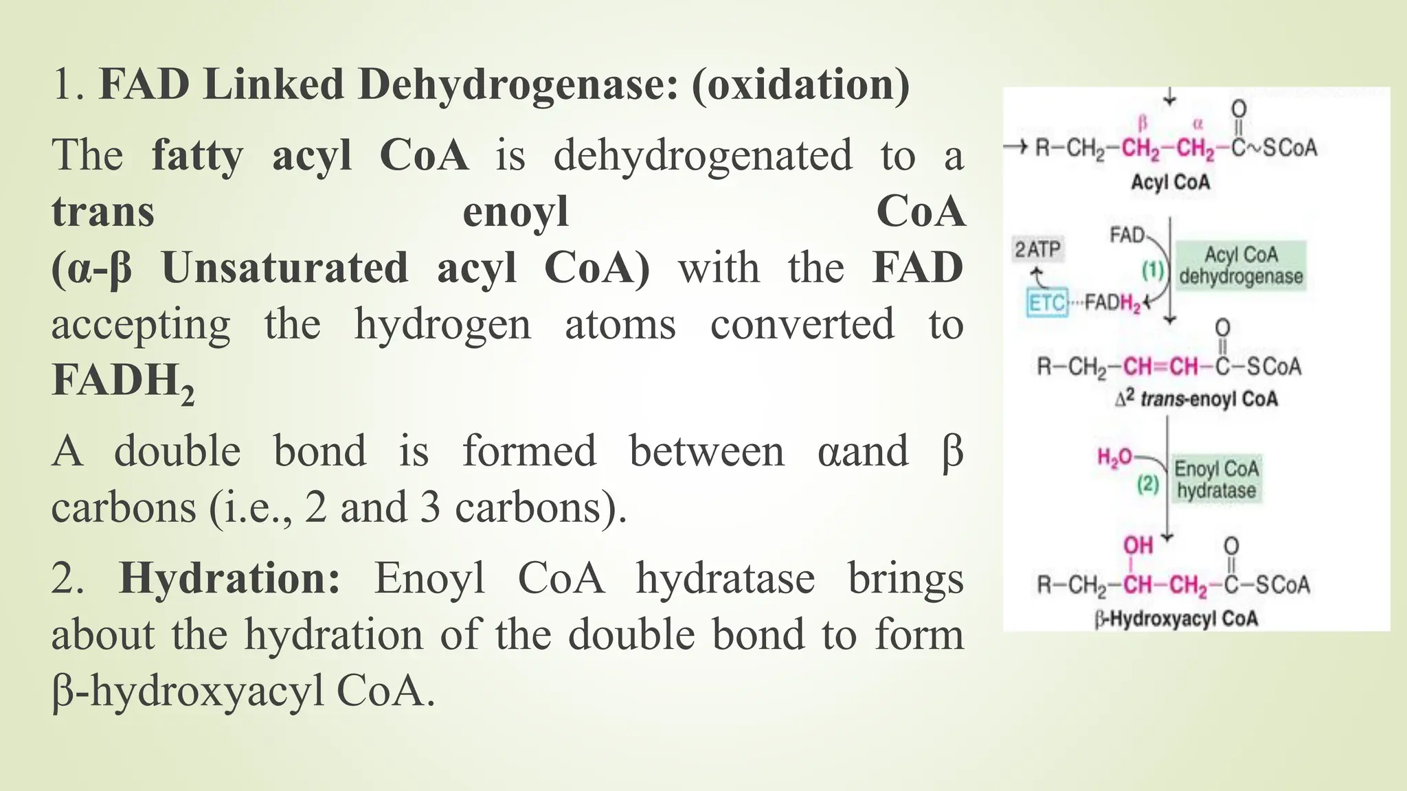 Lipid metabolism - Lipolysis, Beta Oxidation of fatty acids | PDF