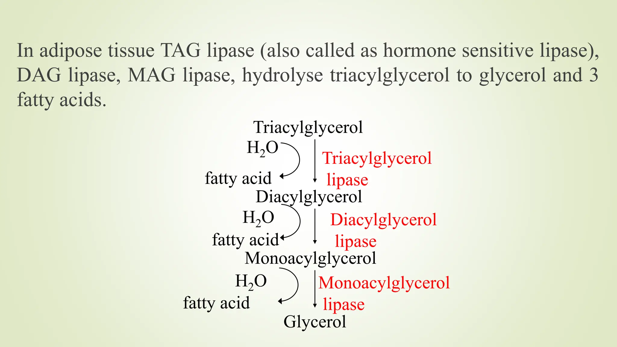 Lipid metabolism - Lipolysis, Beta Oxidation of fatty acids | PDF