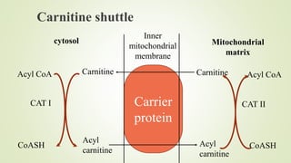 Lipid metabolism - Lipolysis, Beta Oxidation of fatty acids | PDF