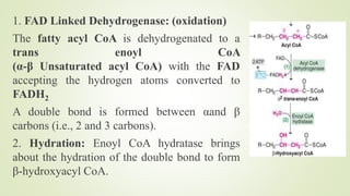 Lipid metabolism - Lipolysis, Beta Oxidation of fatty acids | PDF