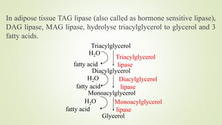 Lipid metabolism - Lipolysis, Beta Oxidation of fatty acids | PDF