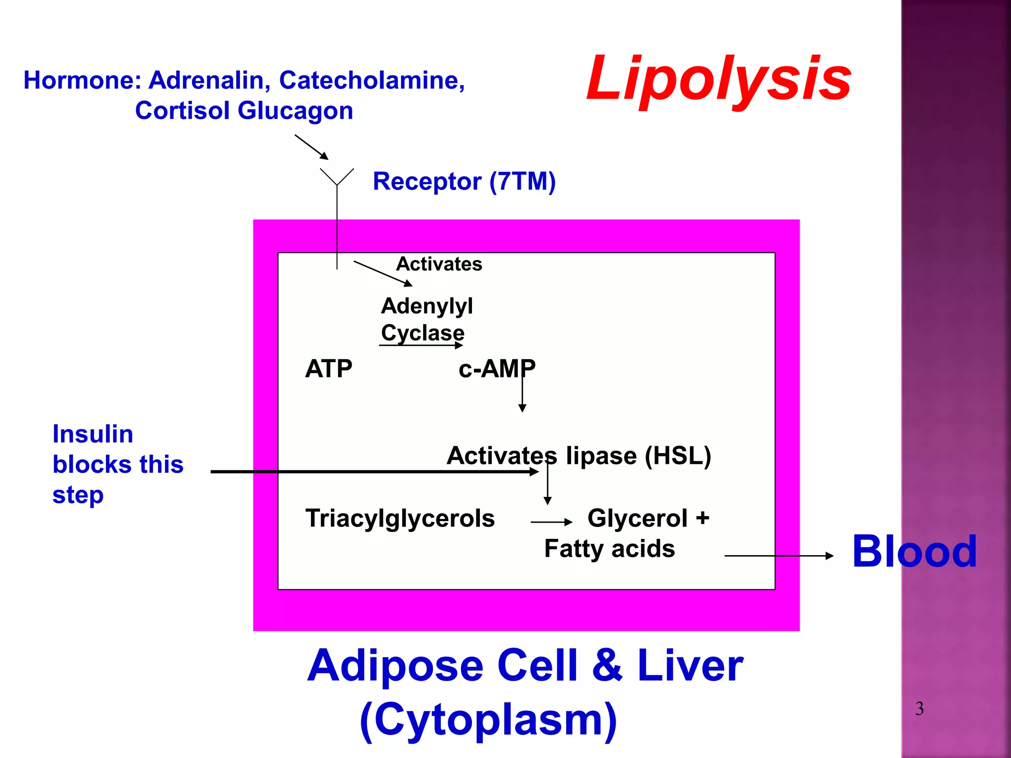 Lipolysis & Fatty acid oxidation | PPT