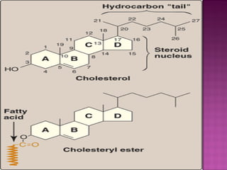 Cholesterol | PPT