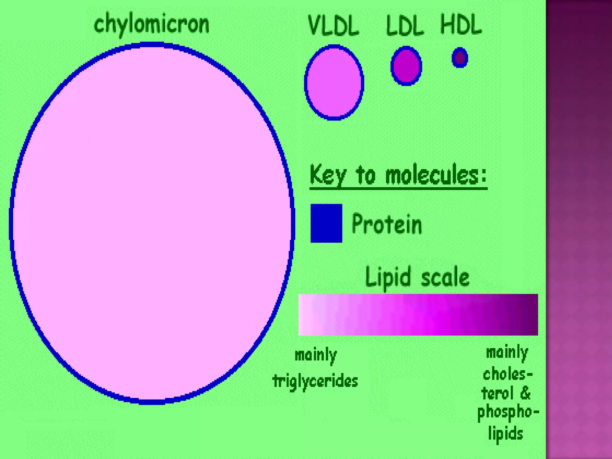 Lipoproteins: Structure, classification, metabolism and significance ...