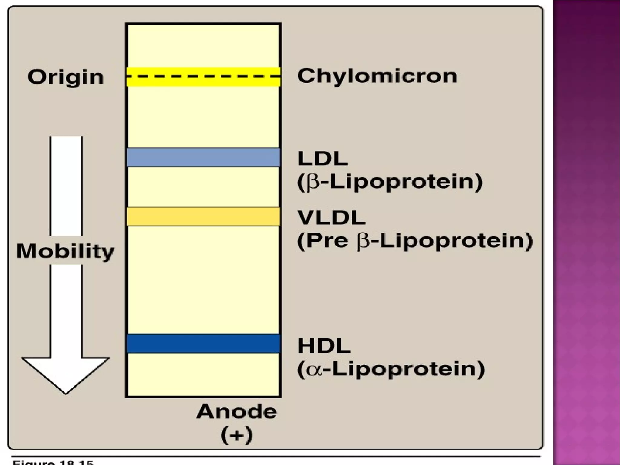 Lipoproteins: Structure, classification, metabolism and significance | PPT
