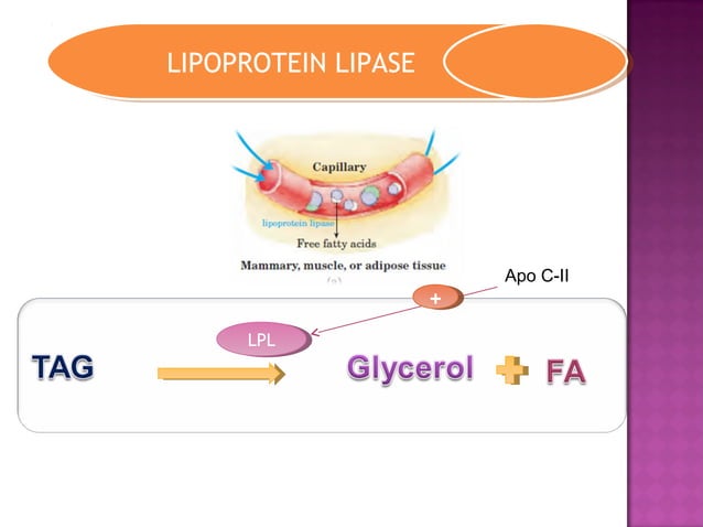 Lipoproteins: Structure, classification, metabolism and significance ...
