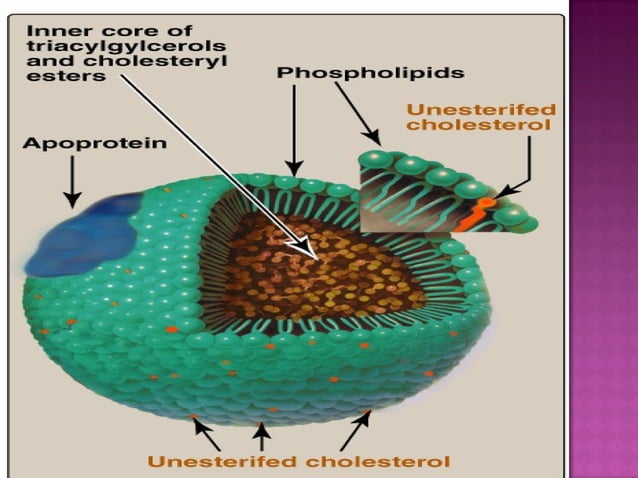 Lipoproteins: Structure, classification, metabolism and significance ...