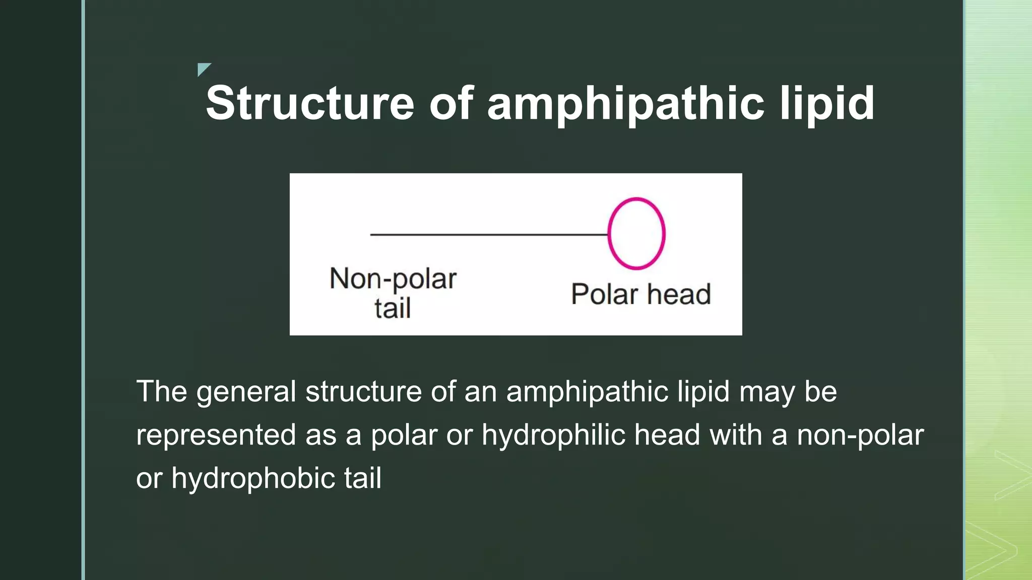 Lipid Micelle formation | PPTX