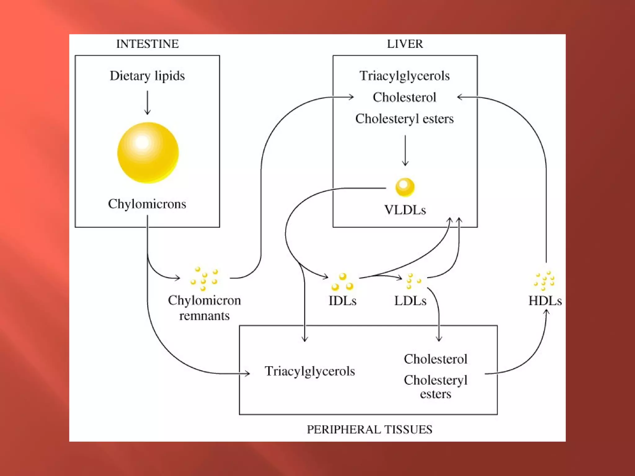 Lipid mobilization | PPT
