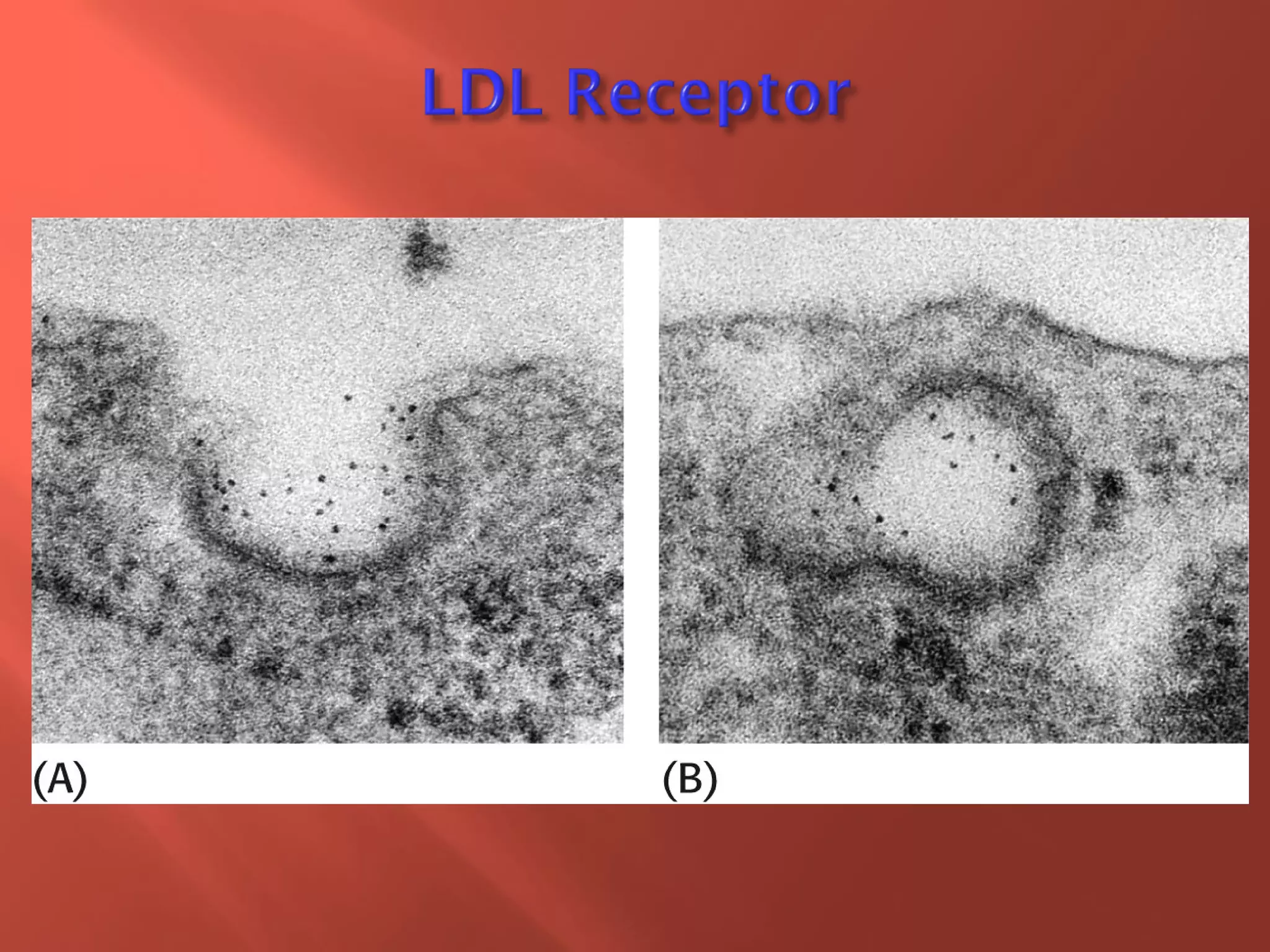 Lipid mobilization | PPT