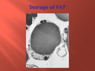 Lipid mobilization | PPT