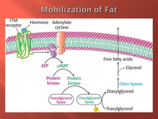 Lipid mobilization | PPT