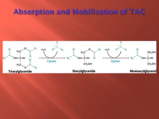 Lipid mobilization | PPT