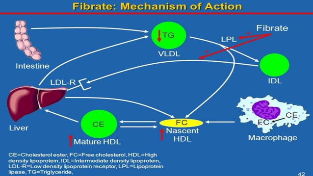 Lipid modifying drug dr. tariqul | PPTX