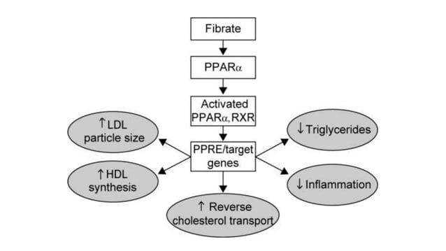 Lipid modifying drug dr. tariqul | PPTX