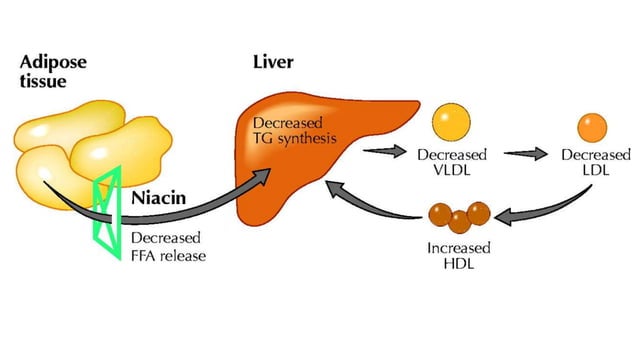 Lipid modifying drug dr. tariqul | PPTX