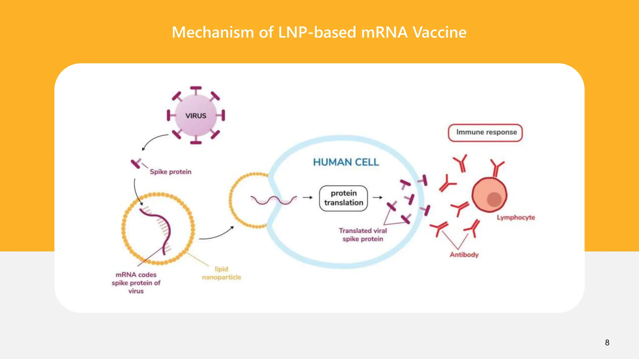 Lipid Nanoparticle-based mRNA Vaccine Creative Biolabs.pptx