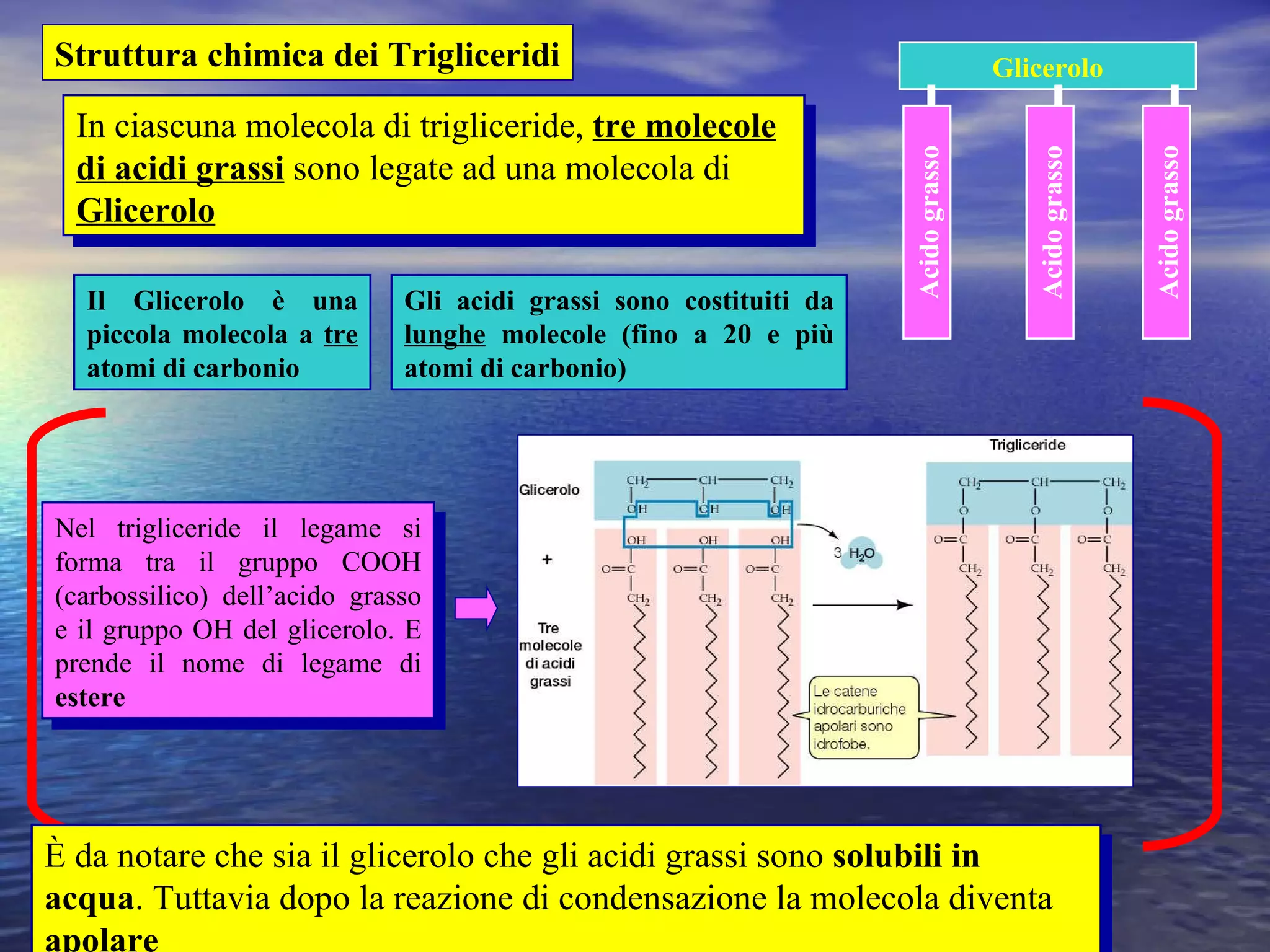 Lipidomica e dislipidemie | PPT