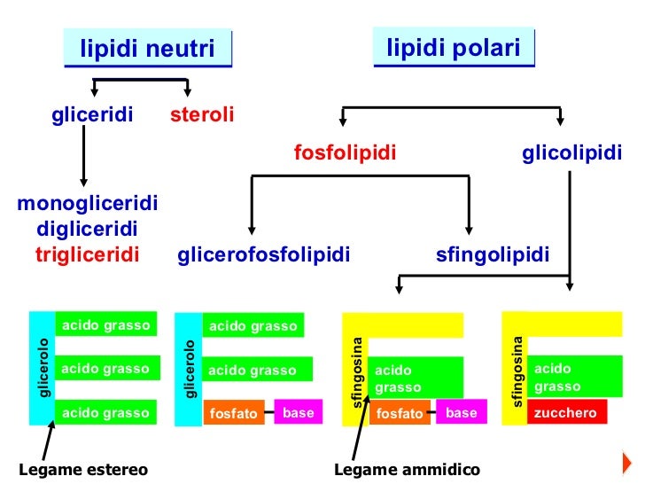 Lipidomica e dislipidemie