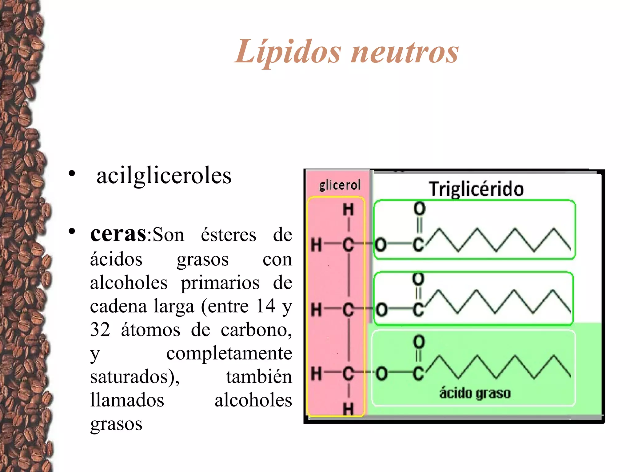 Lipidos | PPT | Chemistry | Science