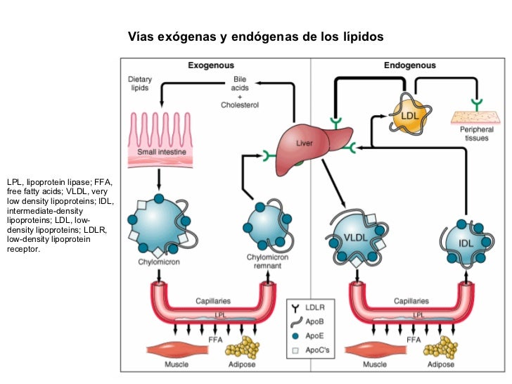 Lipidos