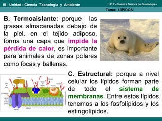 Lipidos | PPT