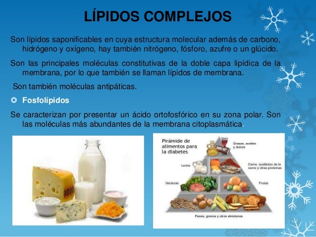 LIPIDOS