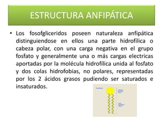 Lipidos | PPTX | Chemistry | Science