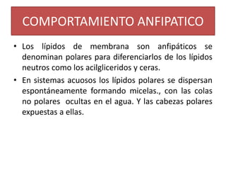 Lipidos | PPTX