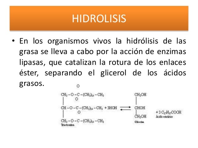 Lipidos