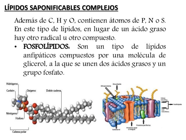 Lípidos Anfipáticos – Lípidos: Características, Funciones y Metabolismo ...