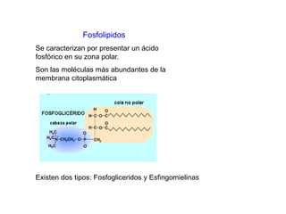 Lipidos | PDF