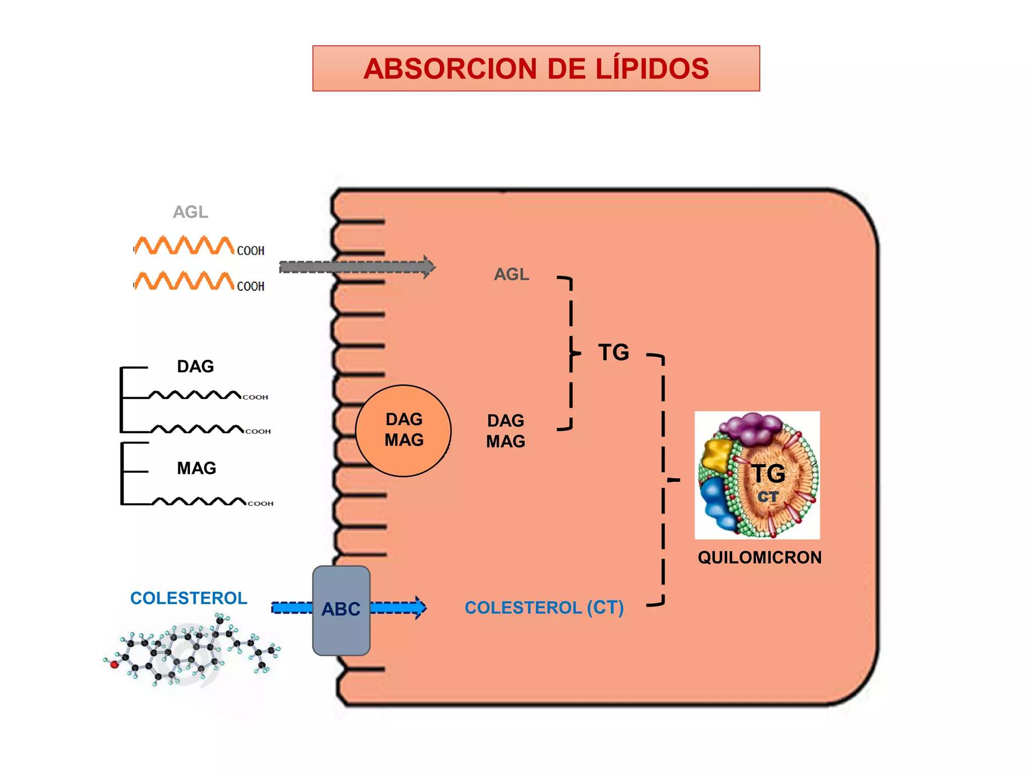 LIPIDOS. DIGESTIÓN Y ABSORCIÓN.(1).pdf