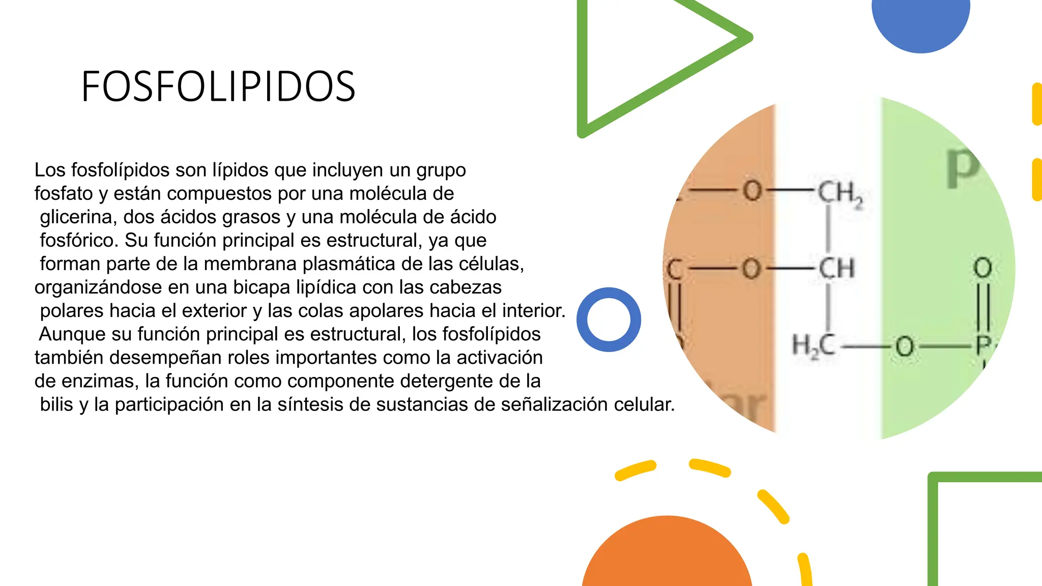 Lipidos de biologia concepto, clasificacion y adecuaciones | PPTX ...