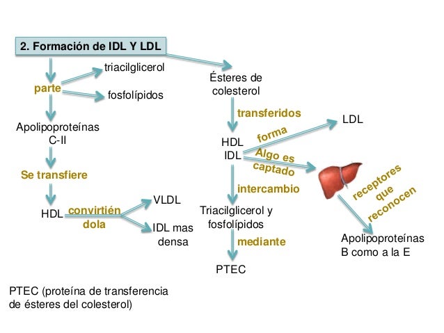 Metabolismo del Colesterol