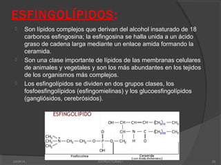 Lipidos estructura | PPT