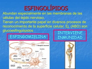 lipidos. Clasificación. Derivación. Formas .estructura | PPT