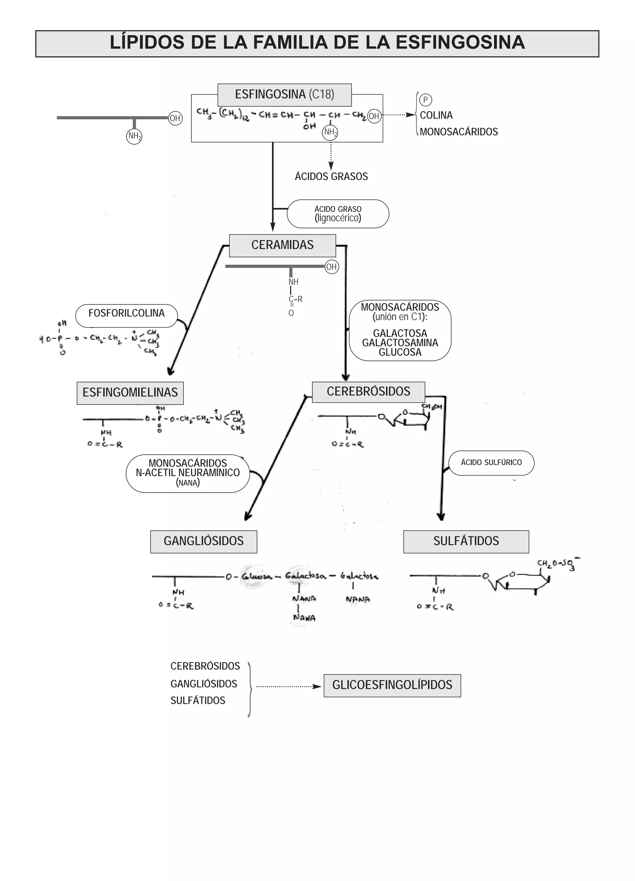 Seguimiento presentación de lípidos | PDF | Chemistry | Science