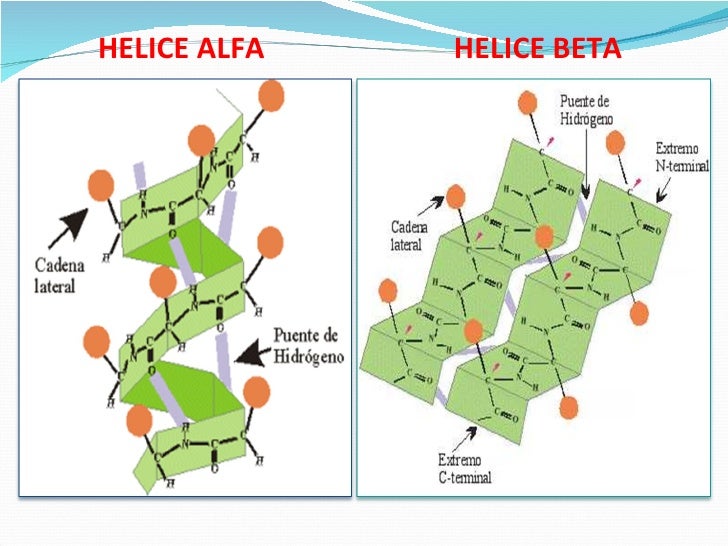 Helice Alfa E Folha Beta PROTEÍNAS